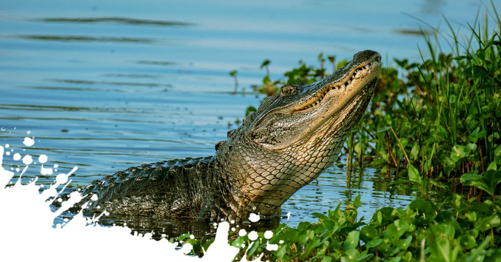 Get to Know Mexico’s Flora and Fauna – Amazing Mexico | Blog