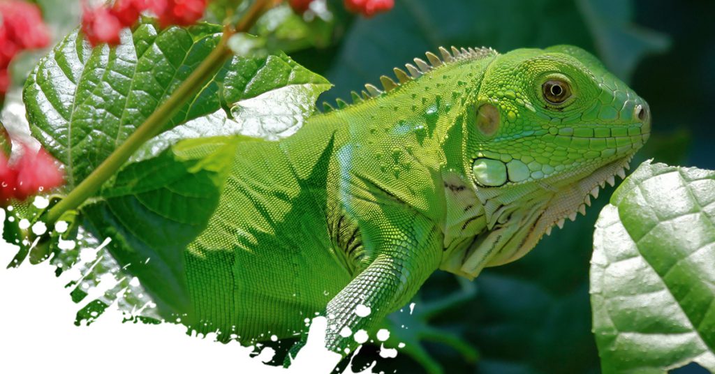 Get to Know Mexico’s Flora and Fauna – Amazing Mexico | Blog