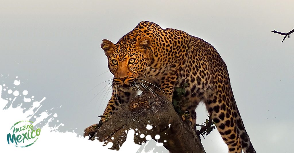 Get to Know Mexico’s Flora and Fauna – Amazing Mexico | Blog