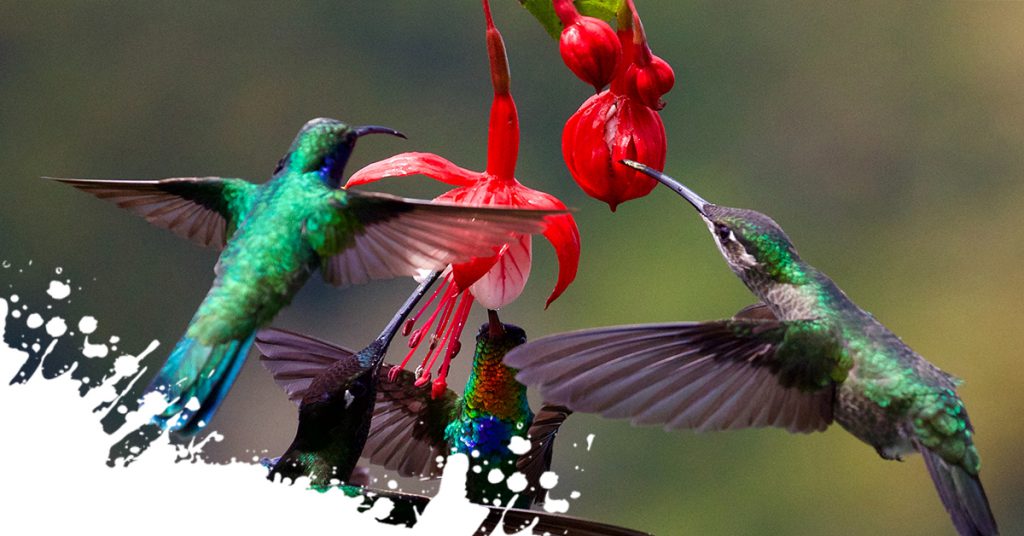 The Mayan Legend of Hummingbirds – Amazing Mexico | Blog