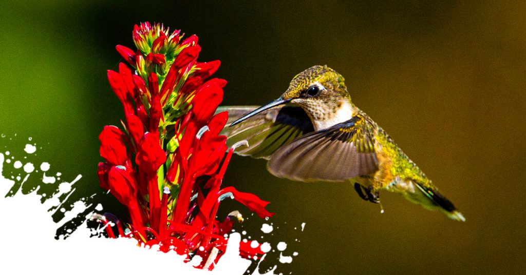 The Mayan Legend of Hummingbirds – Amazing Mexico | Blog