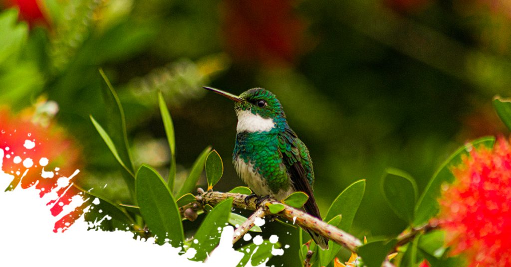 The Mayan Legend of Hummingbirds – Amazing Mexico | Blog