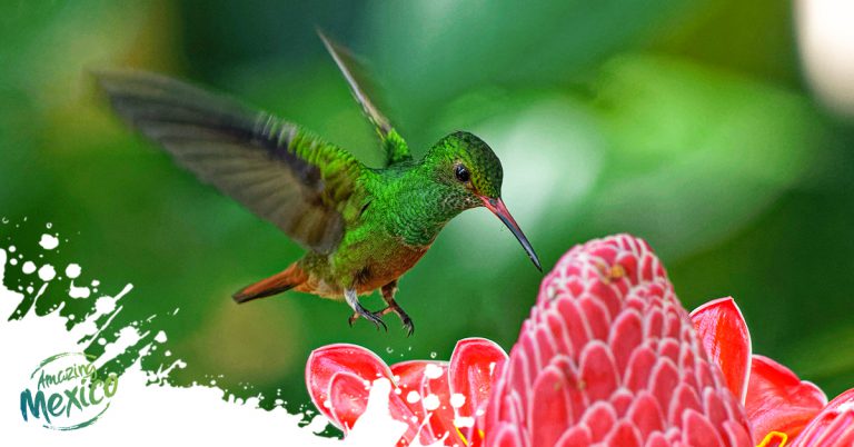 The Mayan Legend of Hummingbirds – Amazing Mexico | Blog