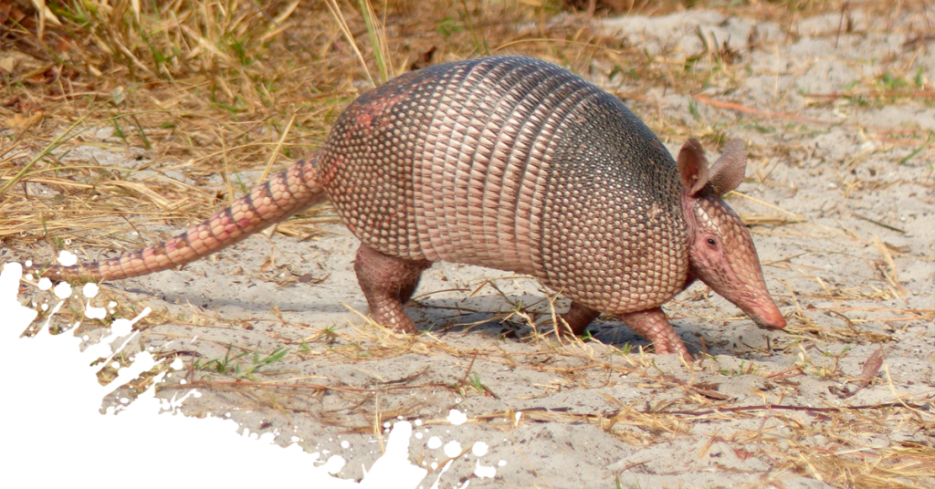 All About Wildlife in Puerto Vallarta – Amazing Mexico | Blog