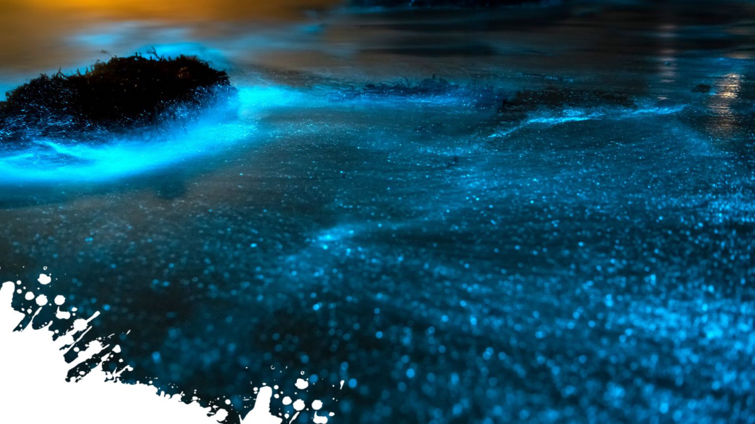 Tips: Where to See Bioluminescence in Holbox – Amazing Mexico | Blog